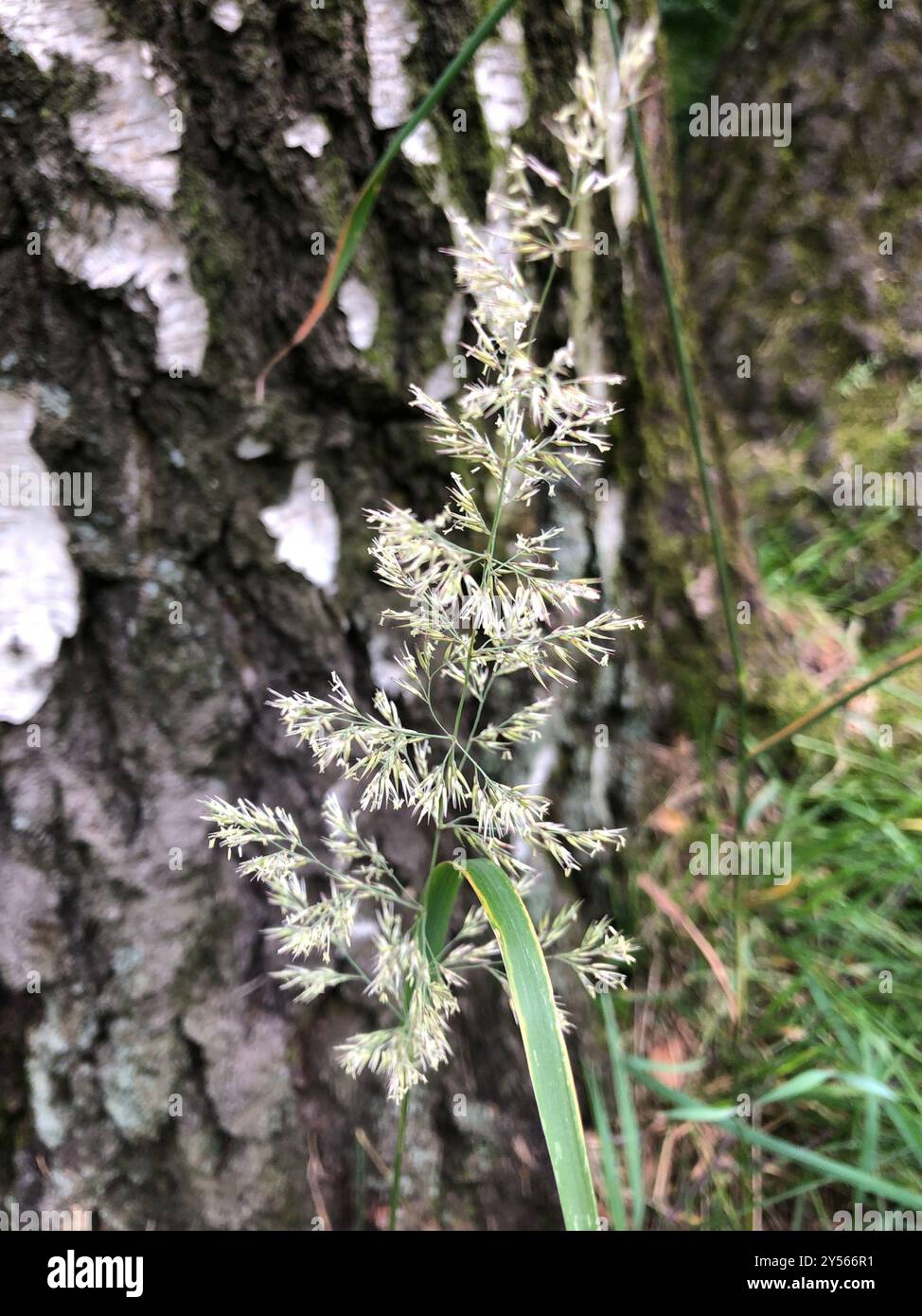 Bushgrass (Calamagrostis epigejos) Plantae Stock Photo - Alamy