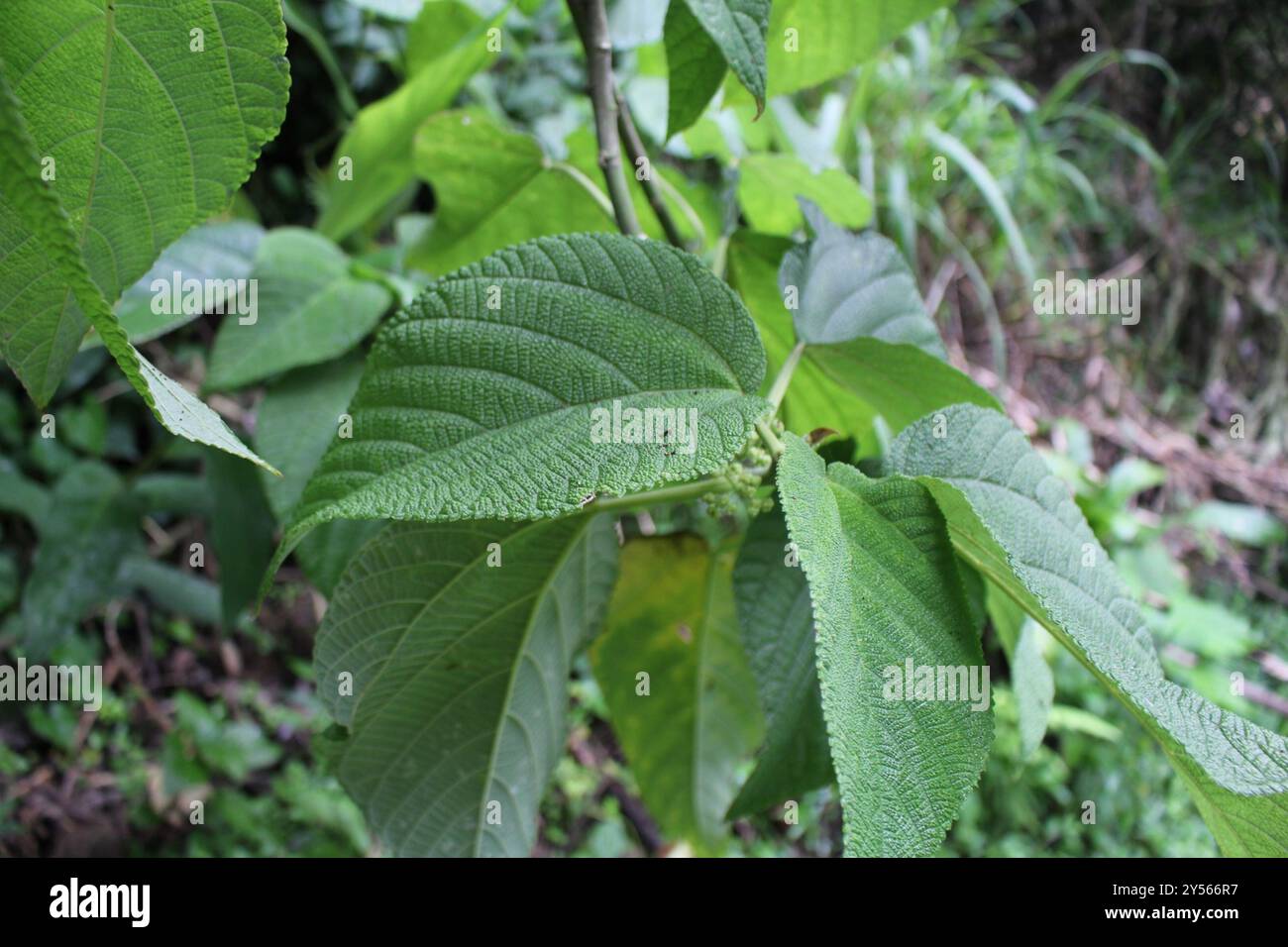 flameberry (Urera caracasana) Plantae Stock Photo - Alamy