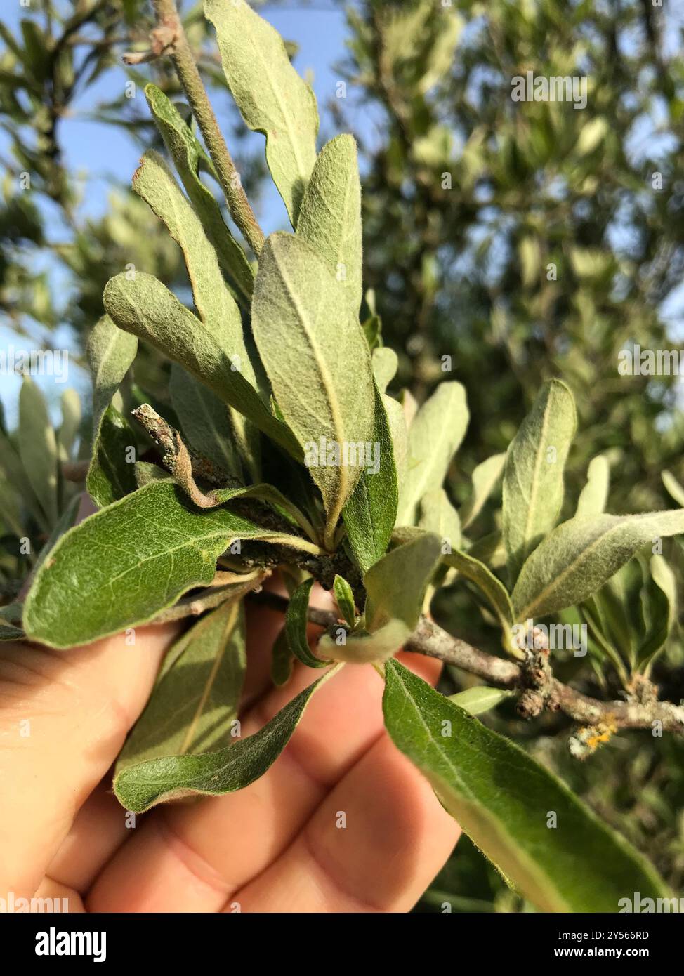 Gum bumelia (Sideroxylon lanuginosum) Plantae Stock Photo - Alamy
