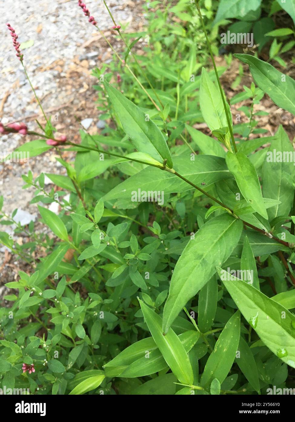 low smartweed (Persicaria longiseta) Plantae Stock Photo - Alamy