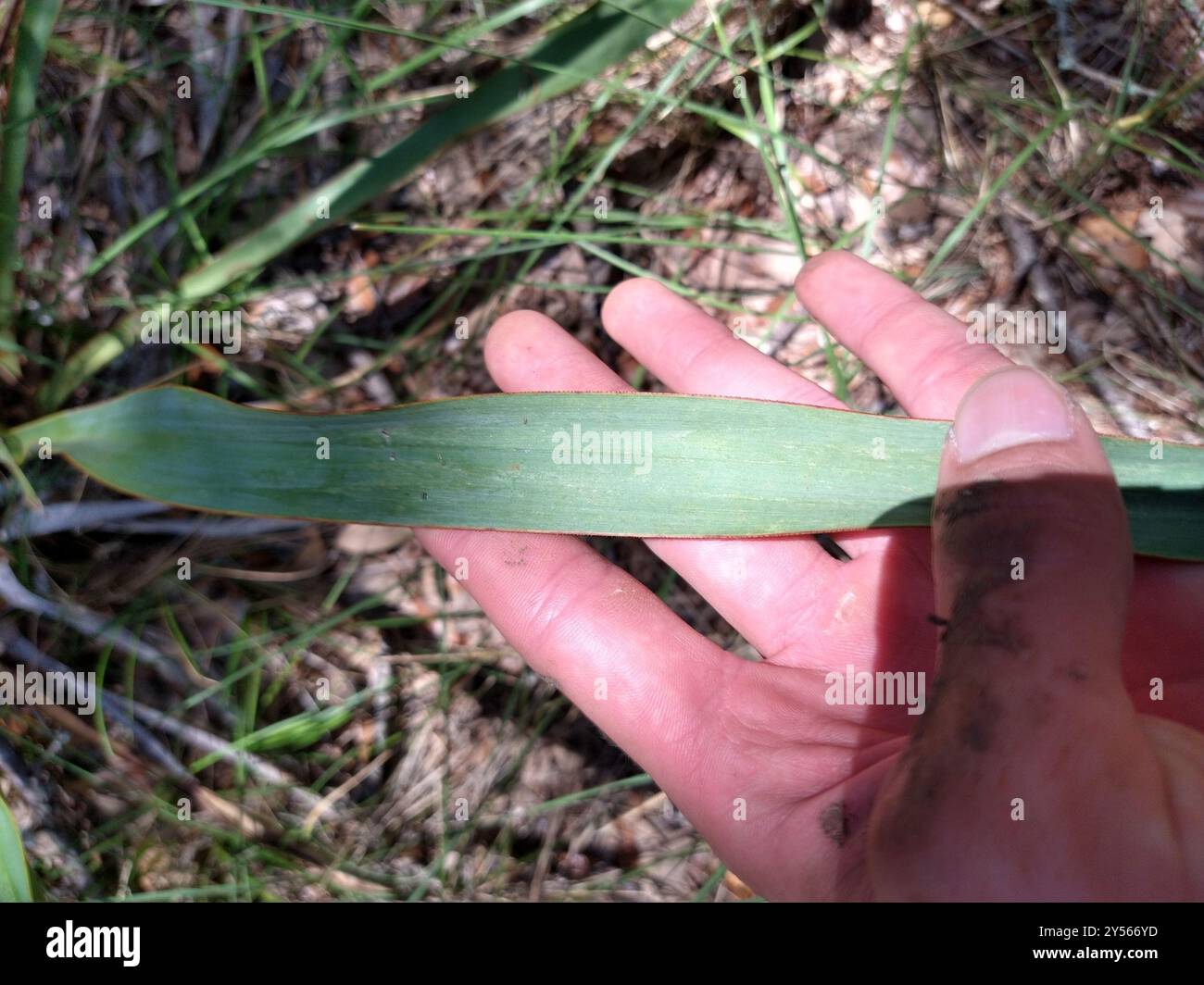 Twisted-leaf Yucca (Yucca rupicola) Plantae Stock Photo - Alamy