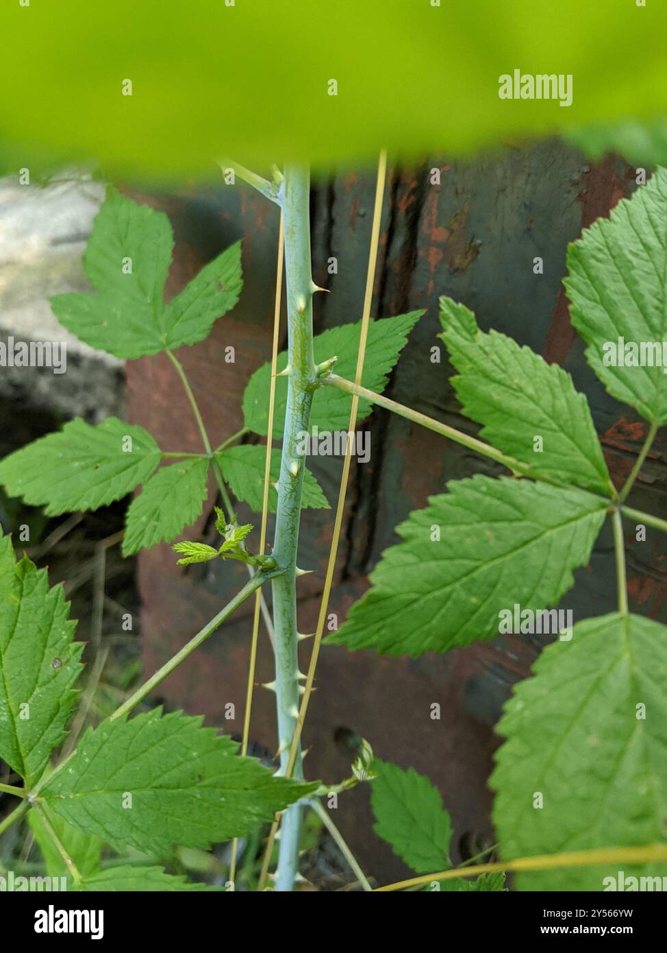 whitebark raspberry (Rubus leucodermis) Plantae Stock Photo - Alamy
