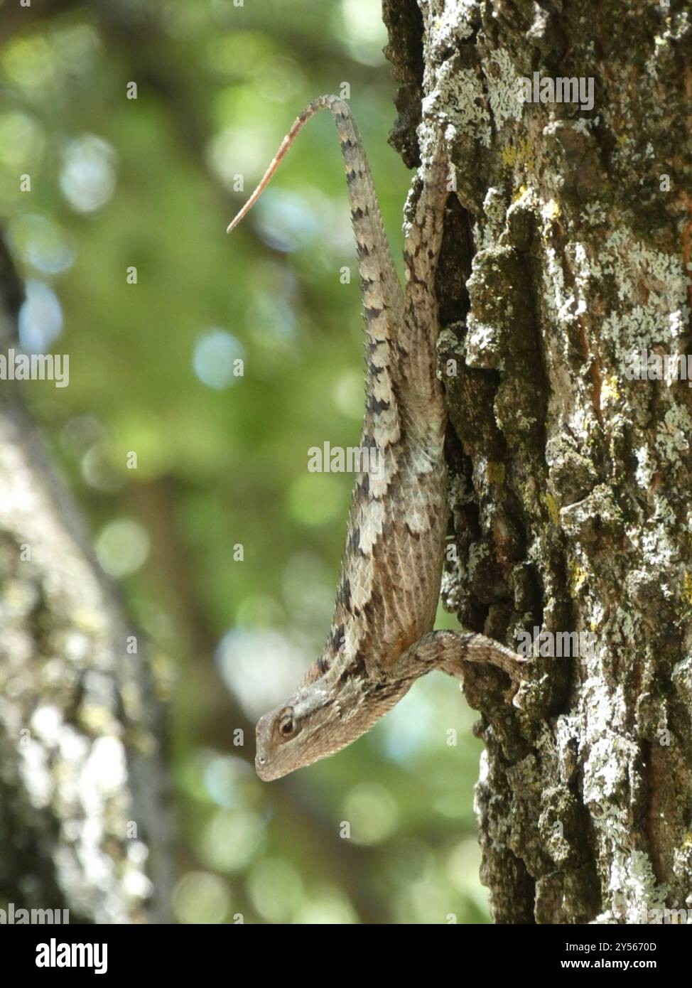 Texas Spiny Lizard (Sceloporus olivaceus) Reptilia Stock Photo - Alamy