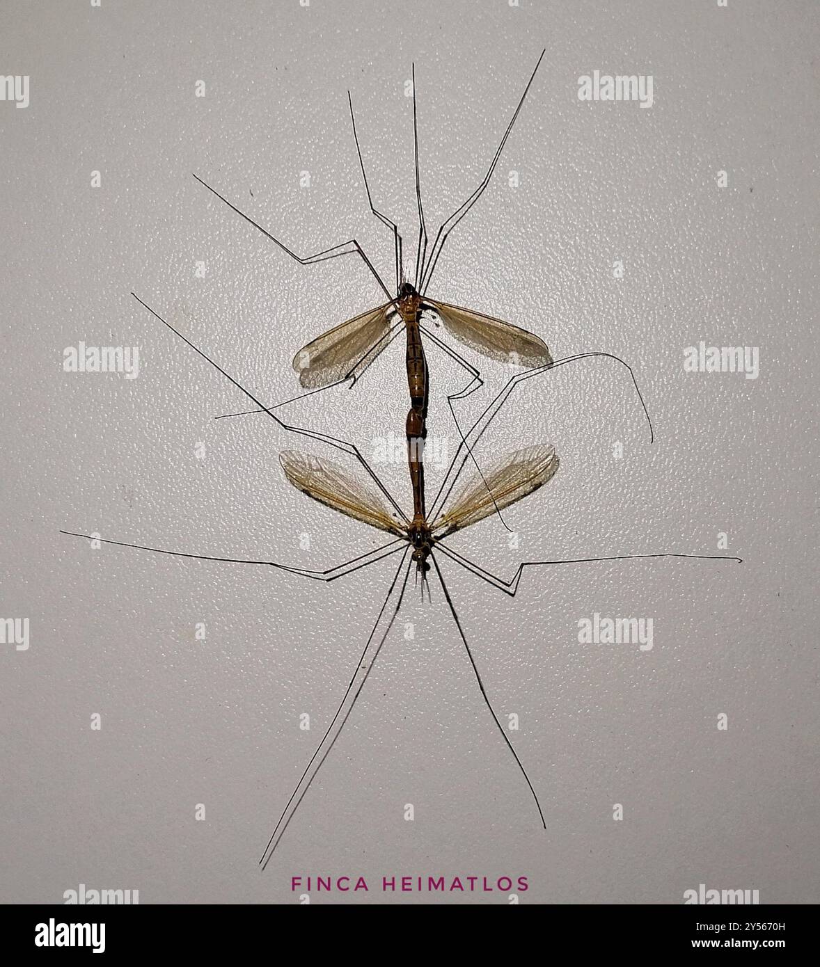 Large Crane Flies (Tipulidae) Insecta Stock Photo - Alamy