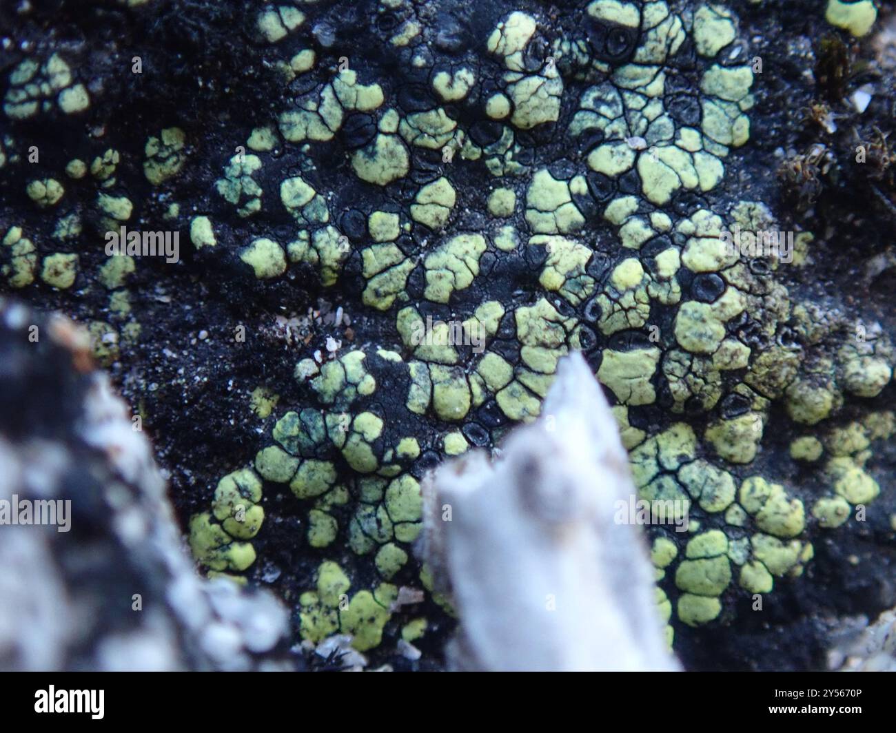 yellow map lichen (Rhizocarpon geographicum) Fungi Stock Photo - Alamy