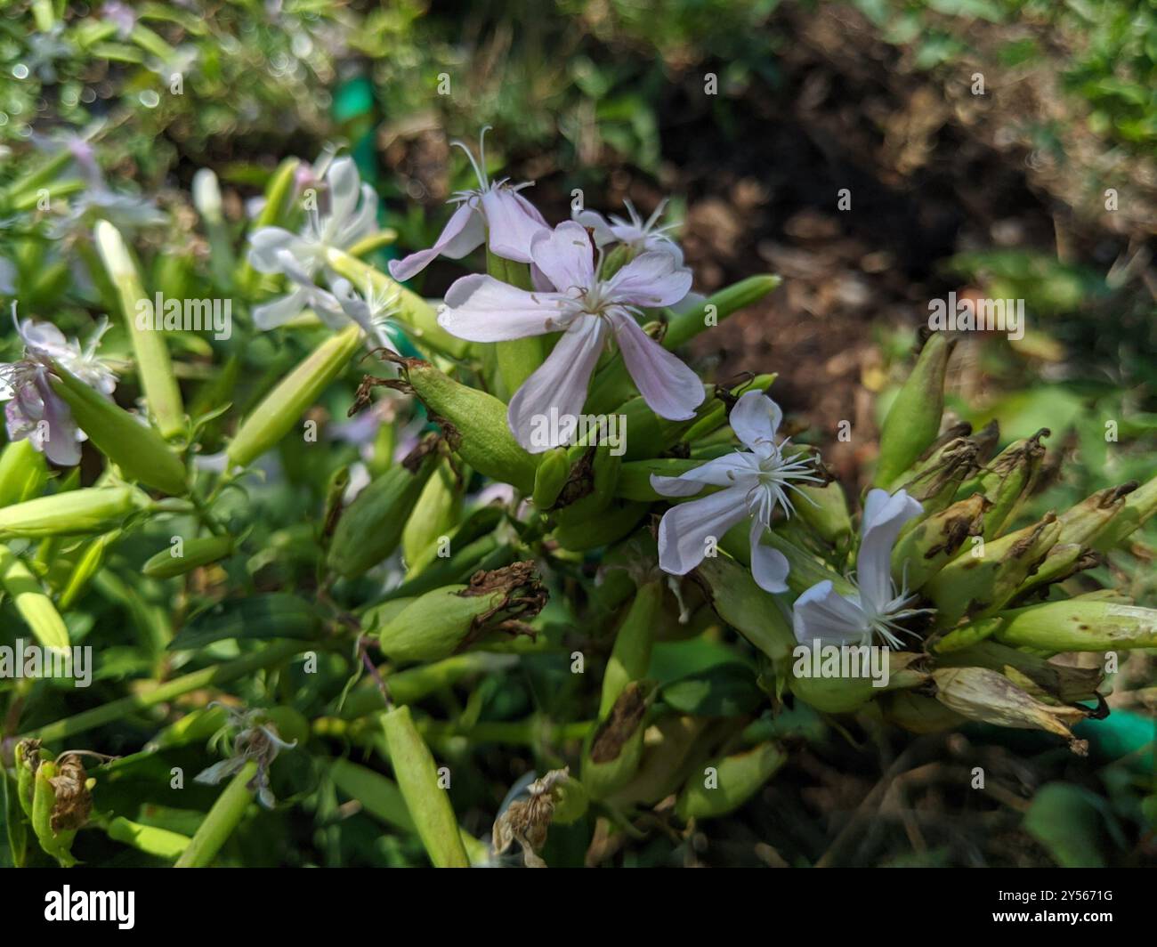 common soapwort (Saponaria officinalis) Plantae Stock Photo - Alamy