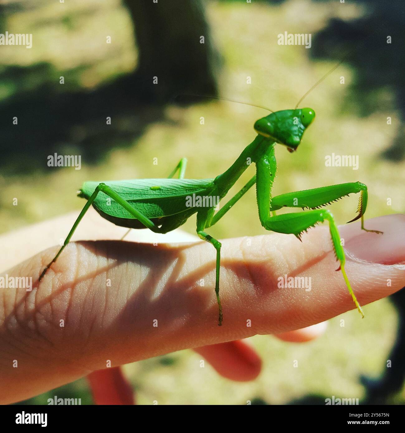 South African Mantis (Miomantis caffra) Insecta Stock Photo - Alamy