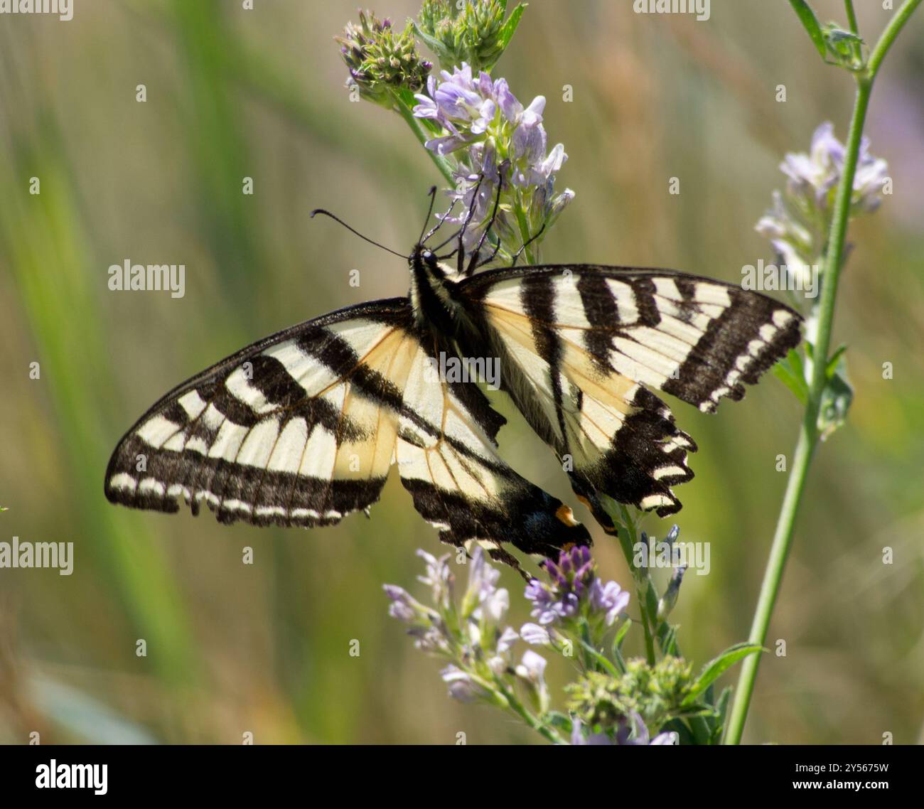 Western Tiger Swallowtail (Papilio rutulus) Insecta Stock Photo - Alamy