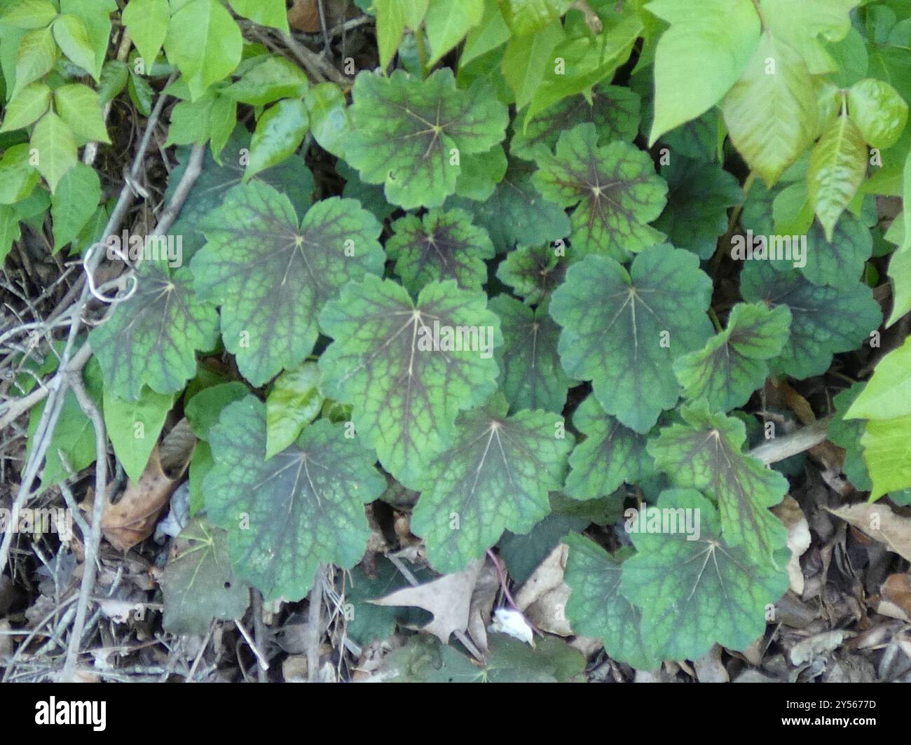 American alumroot (Heuchera americana) Plantae Stock Photo - Alamy