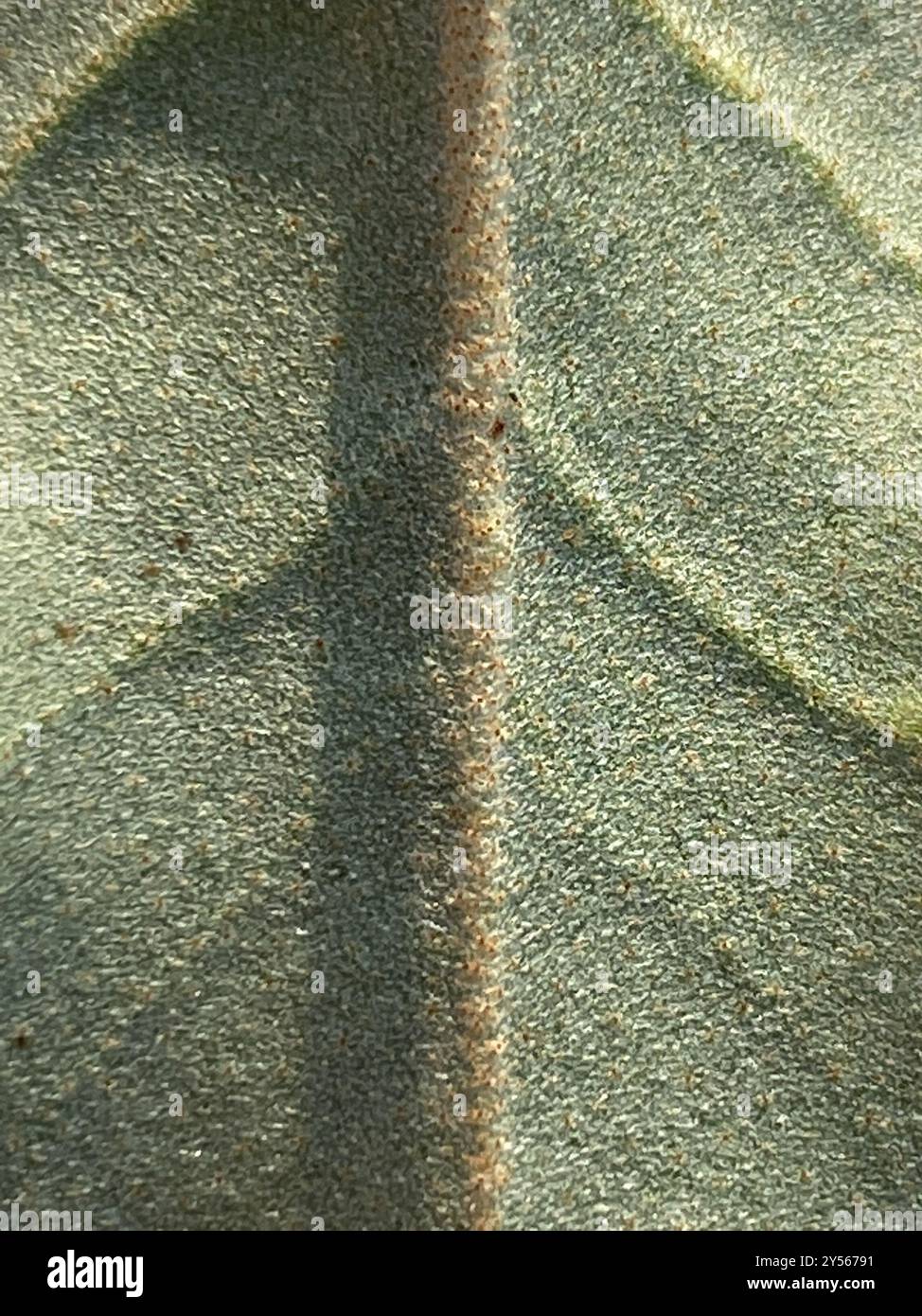 Beach Croton (Croton punctatus) Plantae Stock Photo - Alamy