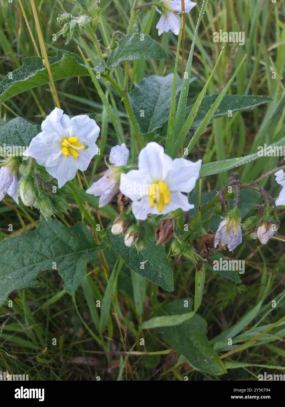 Carolina horsenettle (Solanum carolinense) Plantae Stock Photo - Alamy