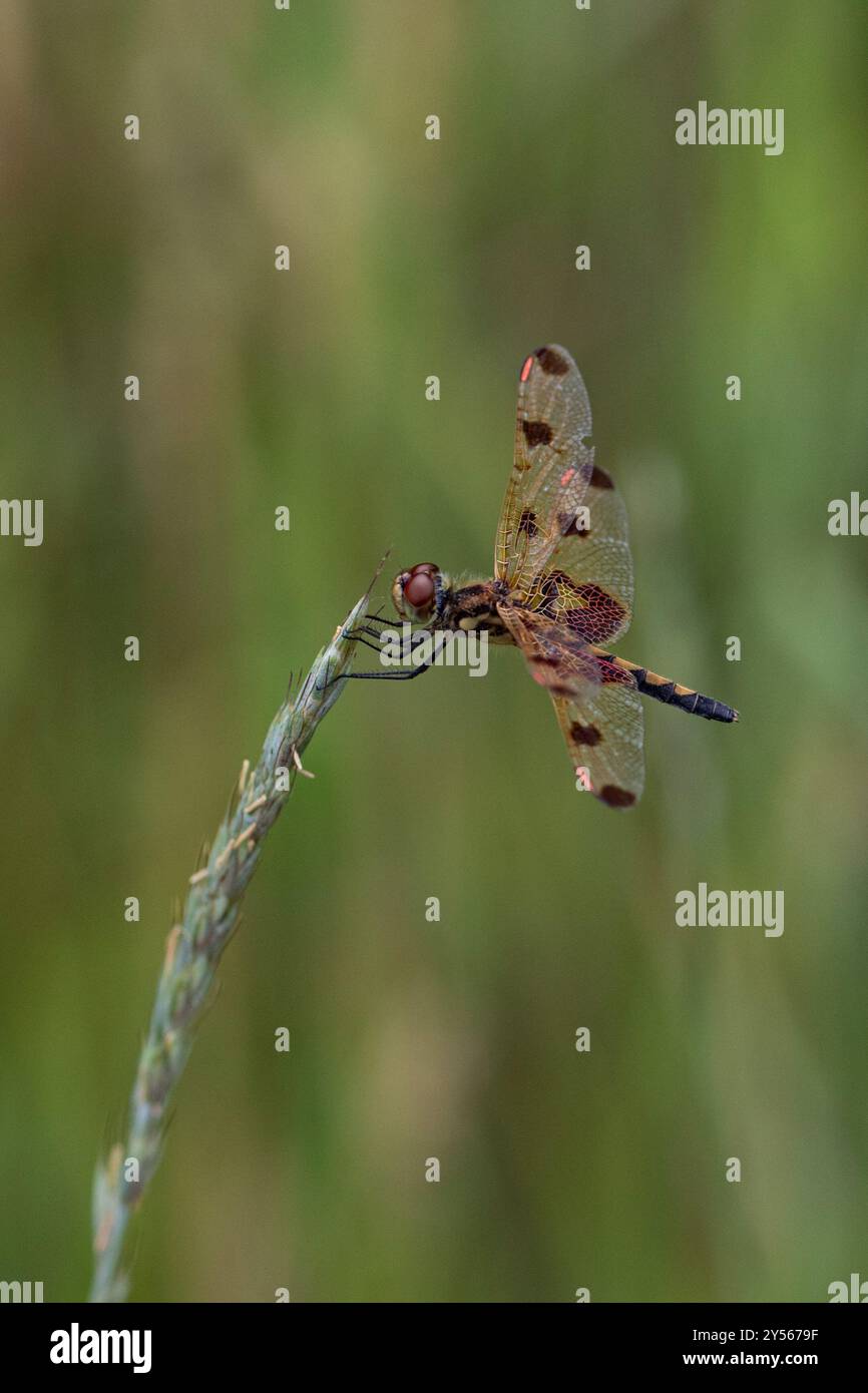 Calico Pennant (Celithemis elisa) Insecta Stock Photo - Alamy