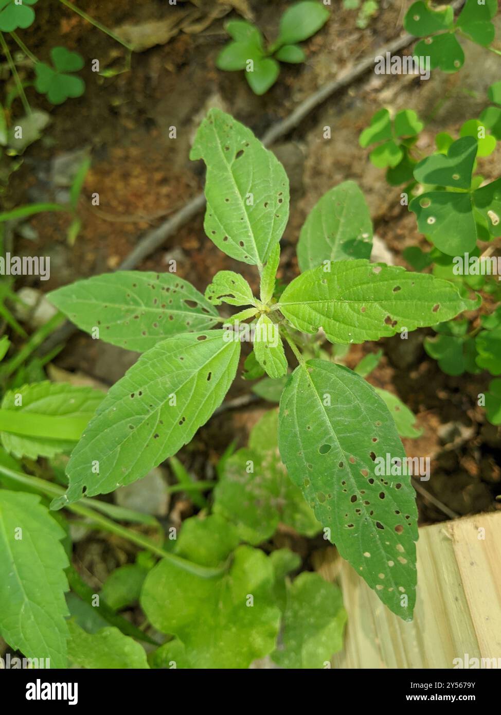 three-seeded mercuries (Acalypha) Plantae Stock Photo - Alamy