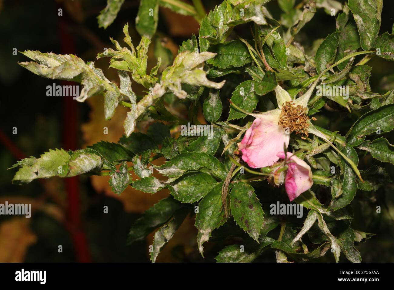 Rose Powdery Mildew (Podosphaera pannosa) Fungi Stock Photo - Alamy
