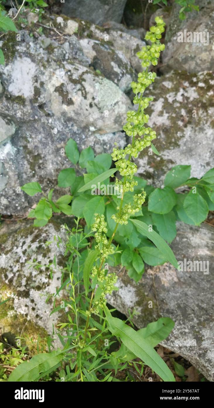 tall dock (Rumex altissimus) Plantae Stock Photo - Alamy