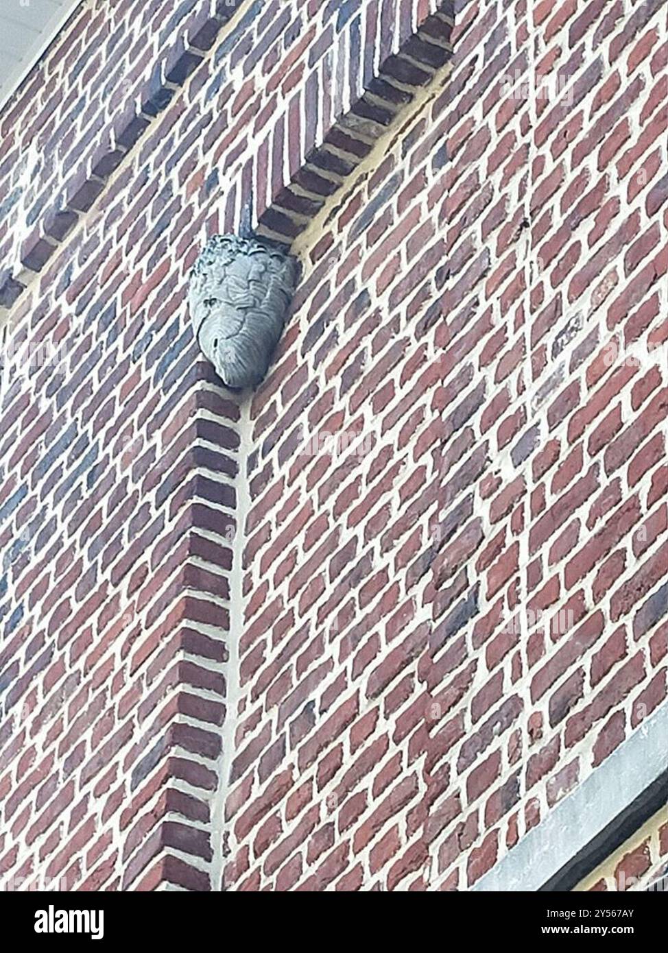 Hornets and Yellowjackets (Vespinae) Insecta Stock Photo - Alamy