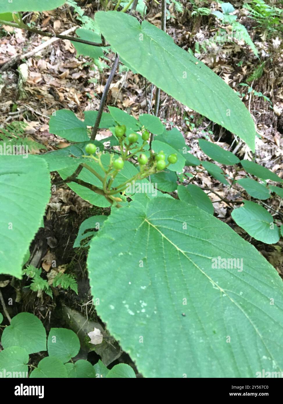 hobblebush (Viburnum lantanoides) Plantae Stock Photo - Alamy