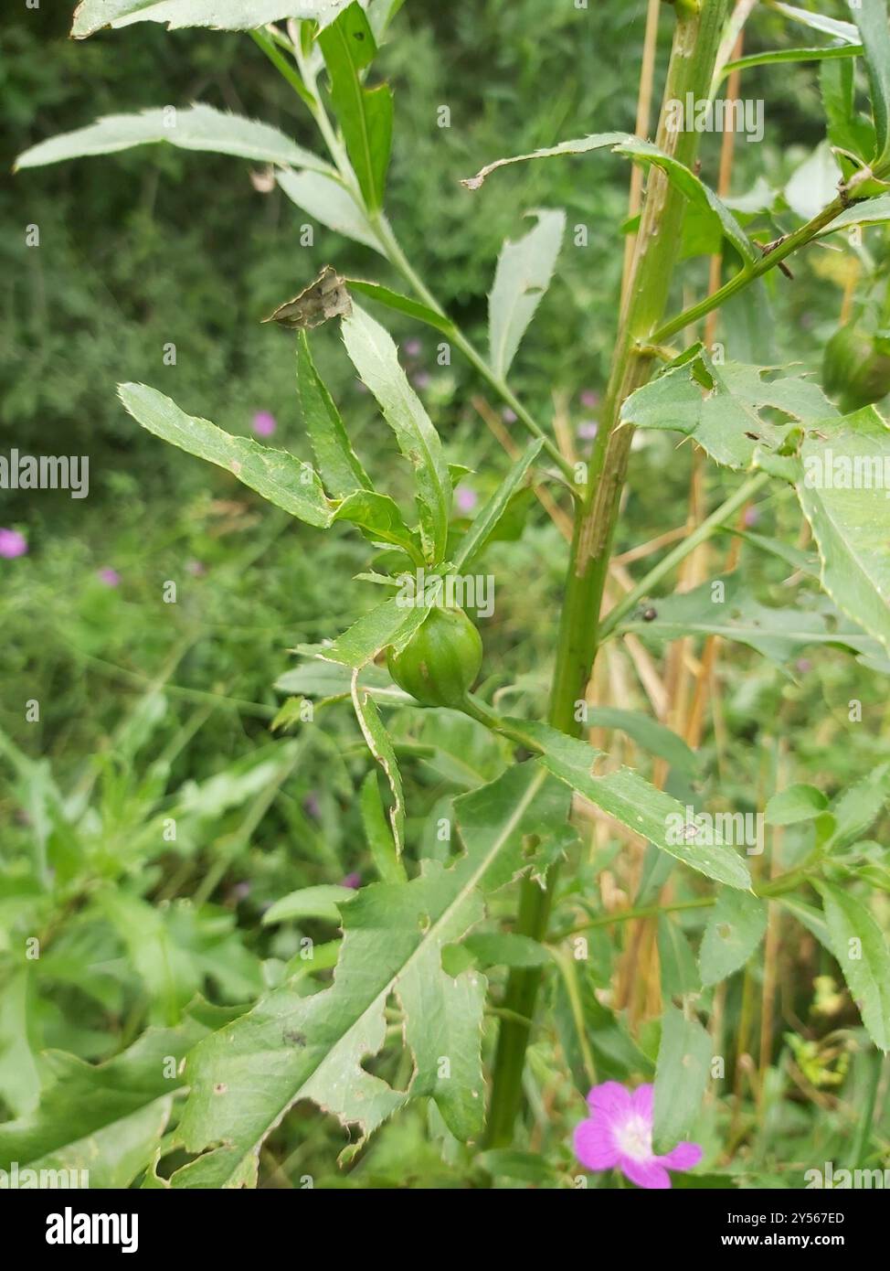 Thistle Stem Gall Fly (Urophora cardui) Insecta Stock Photo - Alamy