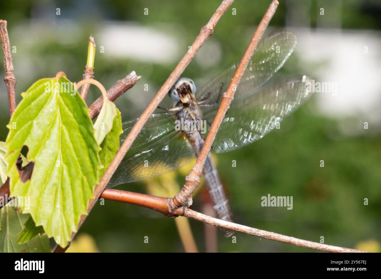 Skimmers (Libellulidae) Insecta Stock Photo - Alamy