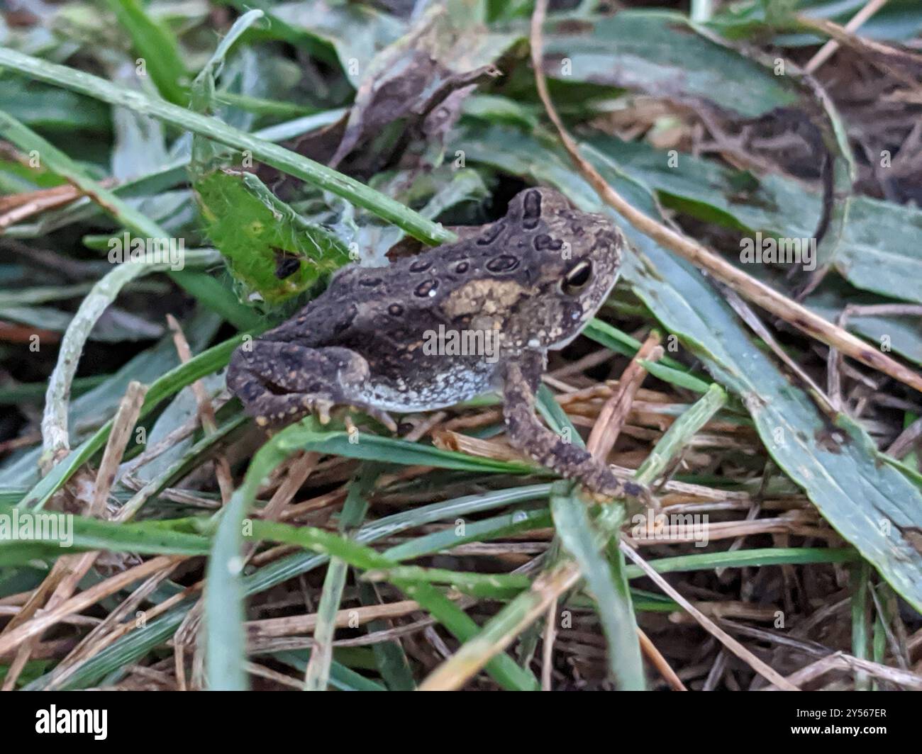 American Toad (Anaxyrus americanus) Amphibia Stock Photo - Alamy