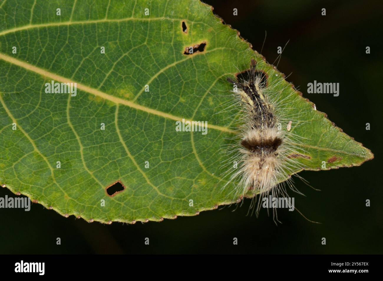 Powdered Dagger (Acronicta impleta) Insecta Stock Photo - Alamy