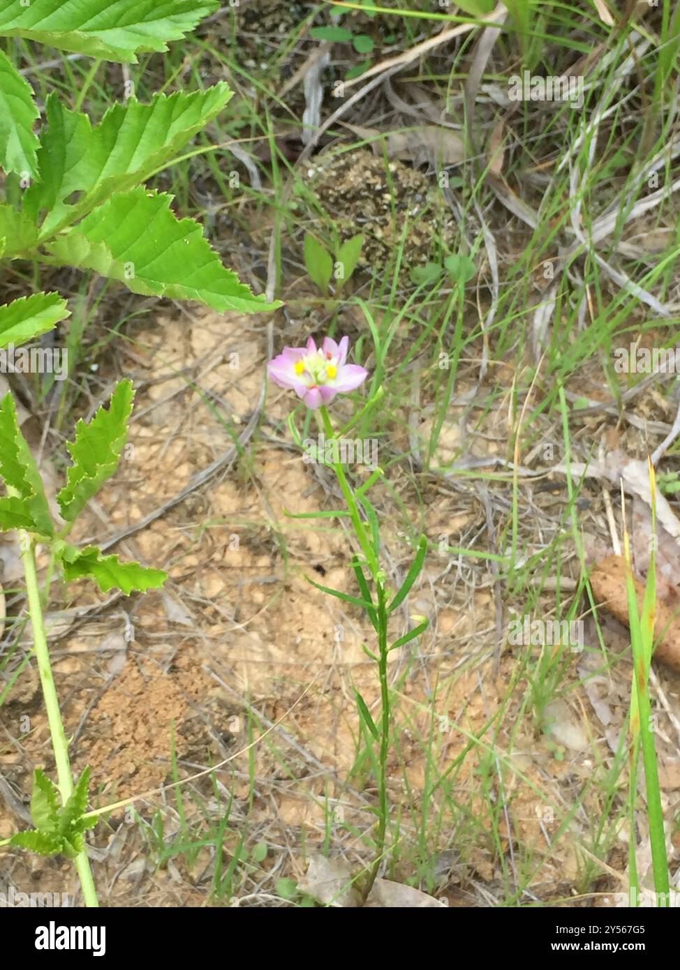 Senega section Sanguineae (Sanguineae) Plantae Stock Photo - Alamy