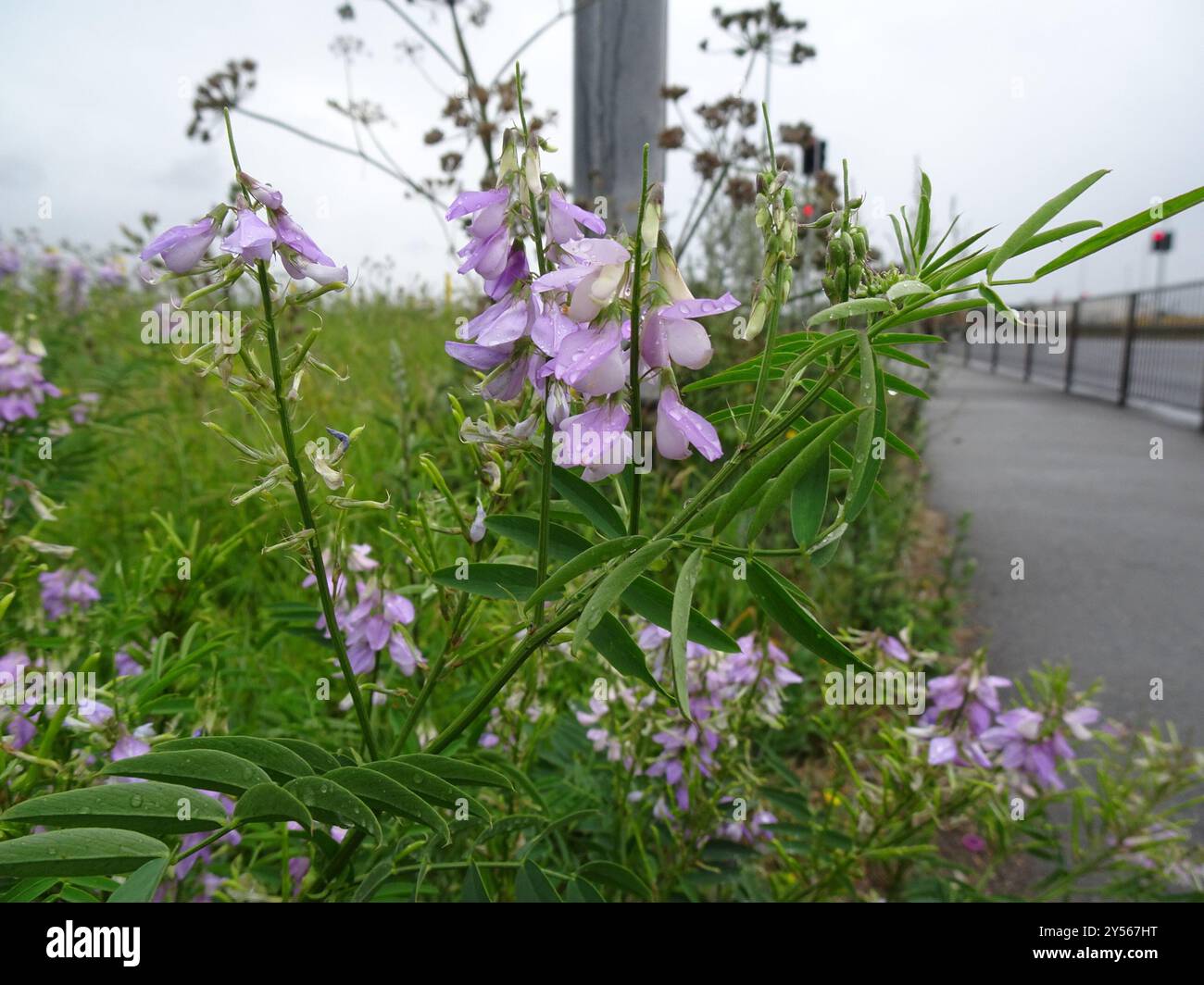 common milkpea (Galega officinalis) Plantae Stock Photo - Alamy