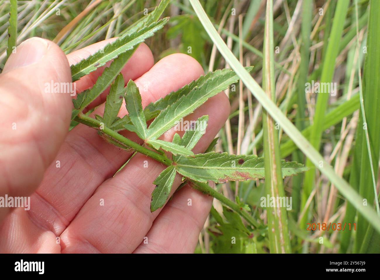 flower-of-an-hour (Hibiscus trionum) Plantae Stock Photo - Alamy