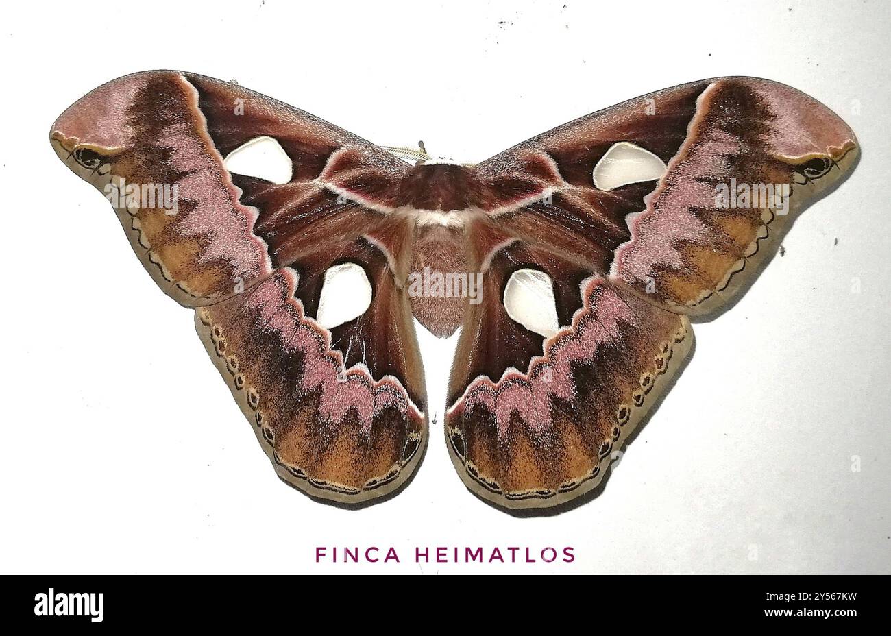 (Rothschildia lebeau inca) Insecta Stock Photo - Alamy