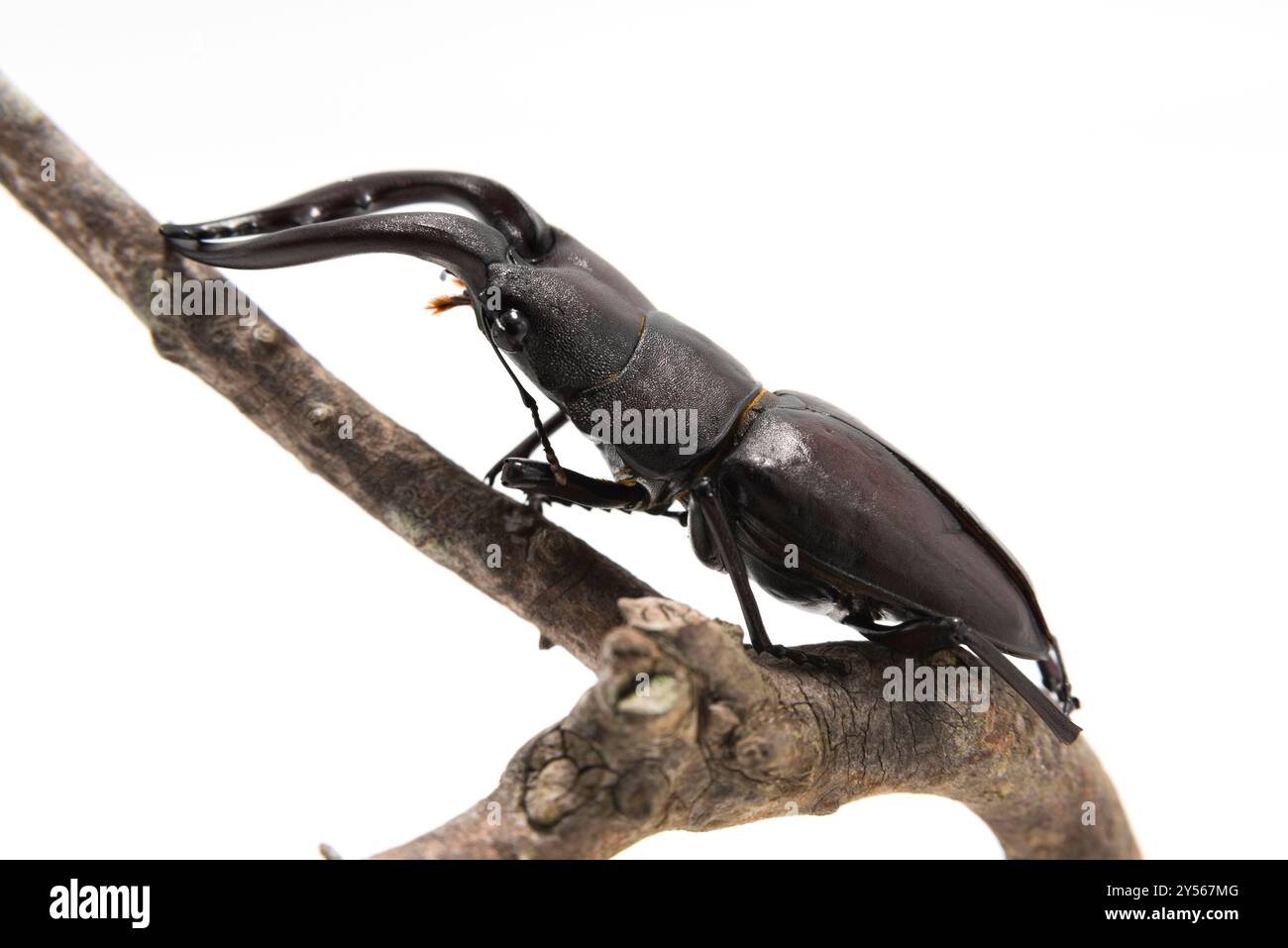 Hexarthrius mandibularis, stag beetle, on dry branch, isolated on white ...