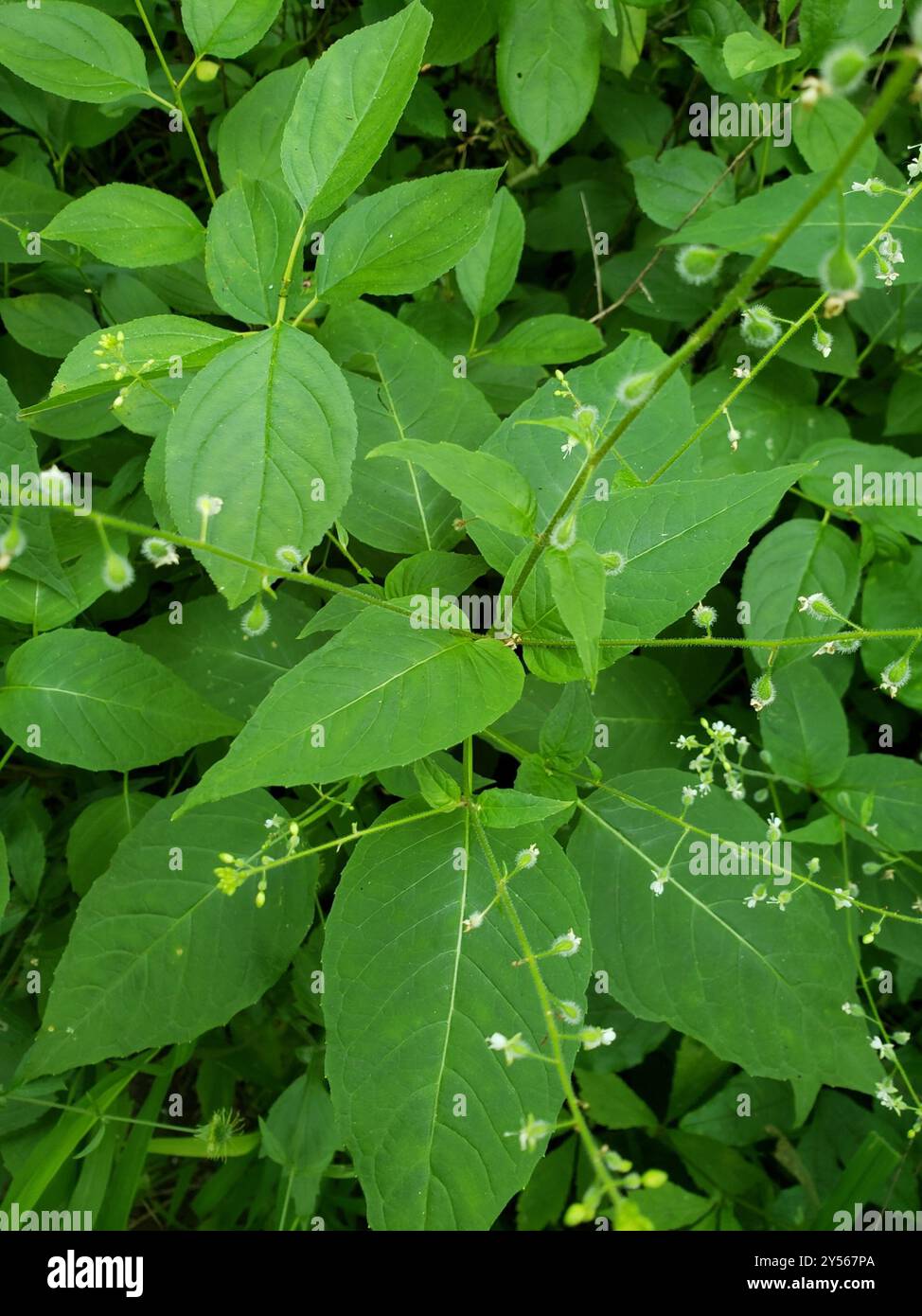 broadleaf enchanter's nightshade (Circaea canadensis) Plantae Stock ...