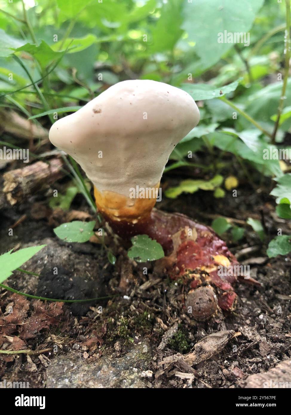 golden reishi (Ganoderma curtisii) Fungi Stock Photo - Alamy