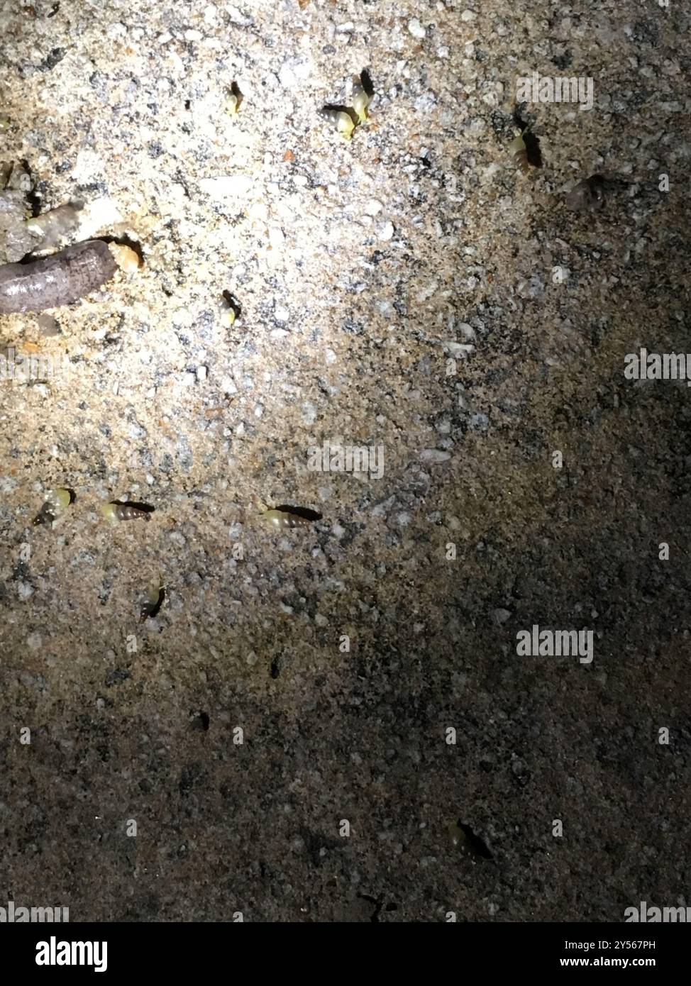 Awl Snails and Allies (Subulininae) Mollusca Stock Photo - Alamy