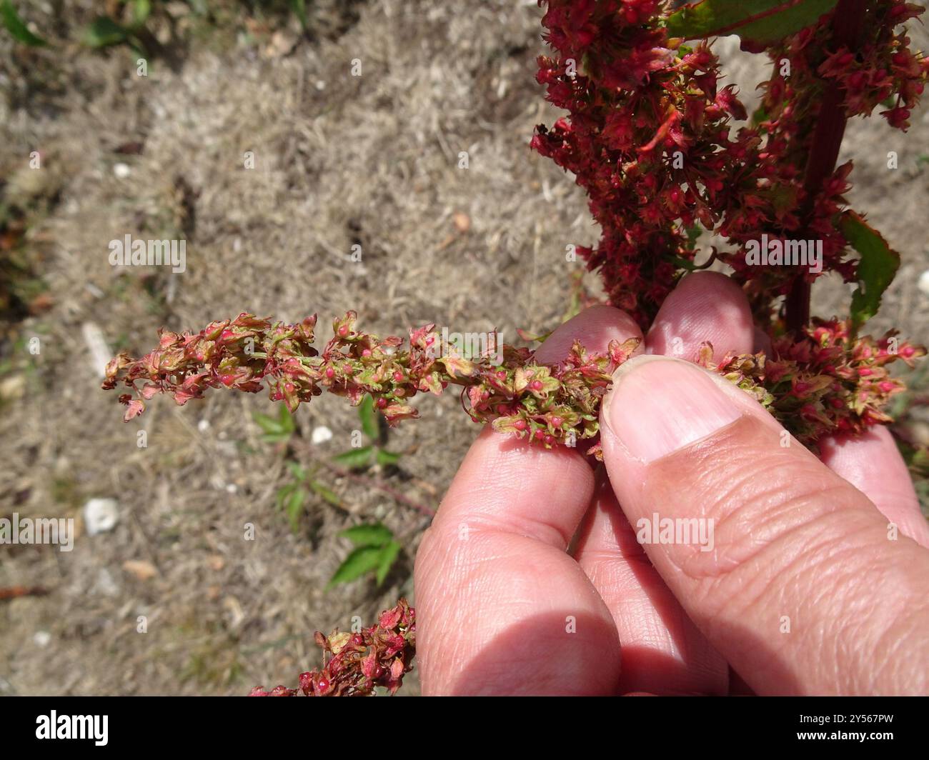 broad-leaved dock (Rumex obtusifolius) Plantae Stock Photo - Alamy