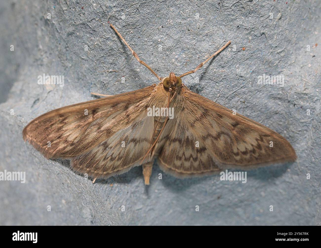 Mother of Pearl (Patania ruralis) Insecta Stock Photo - Alamy