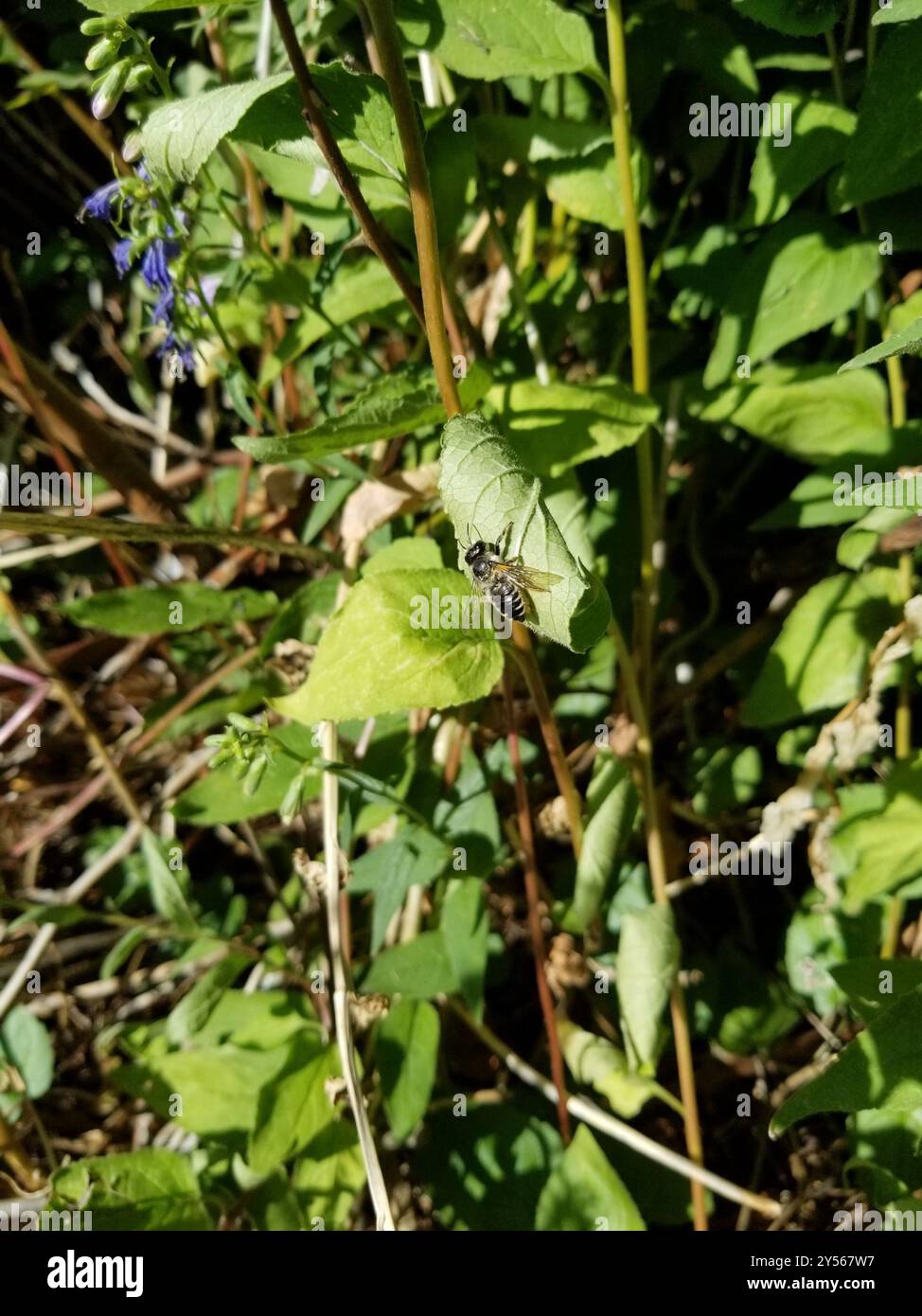 (Megachile inermis) Insecta Stock Photo - Alamy