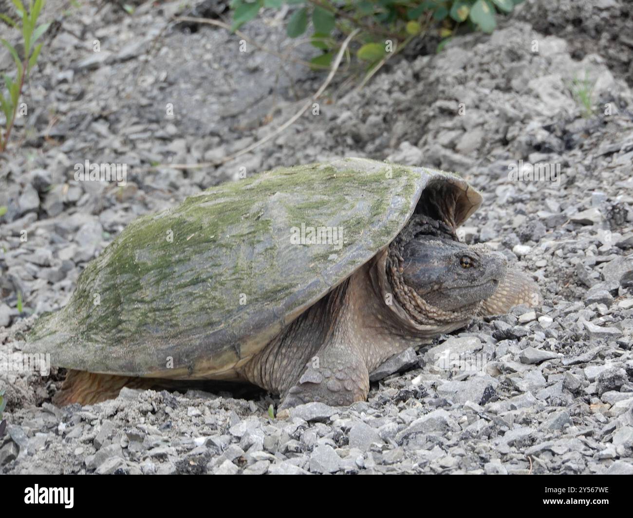 Common Snapping Turtle (Chelydra serpentina) Reptilia Stock Photo - Alamy