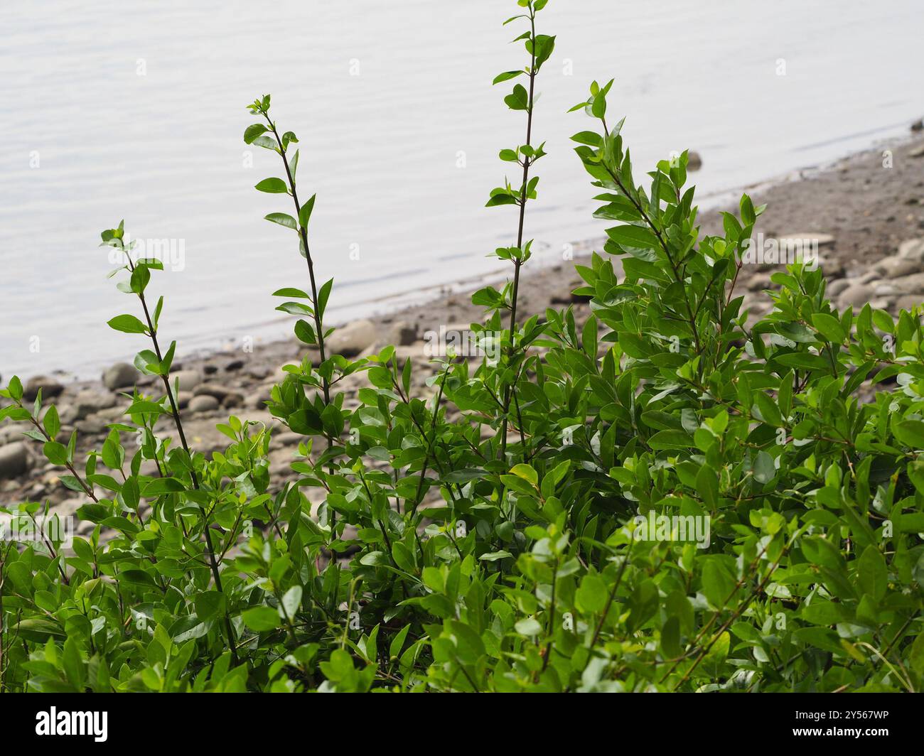 scrambling clerodendrum (Volkameria inermis) Plantae Stock Photo - Alamy