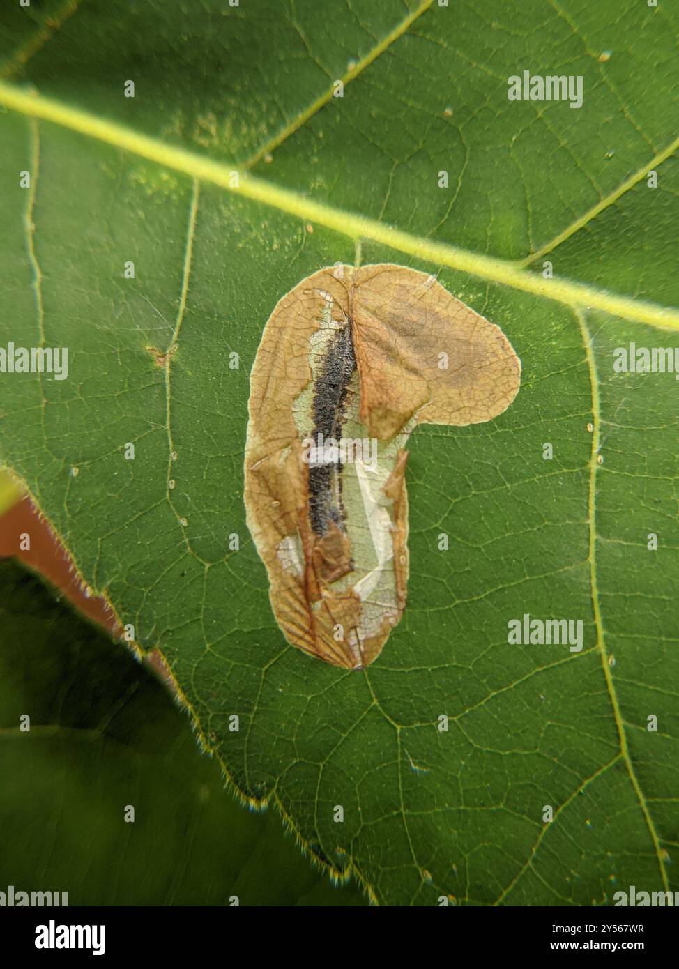 Pecan Leafminer Moth (Cameraria caryaefoliella) Insecta Stock Photo - Alamy