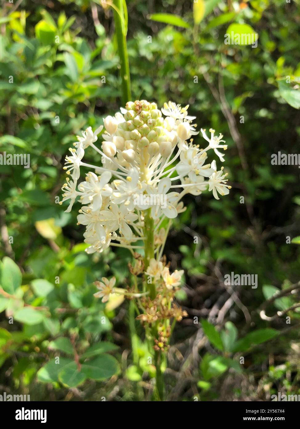 Turkey beard (Xerophyllum asphodeloides) Plantae Stock Photo - Alamy