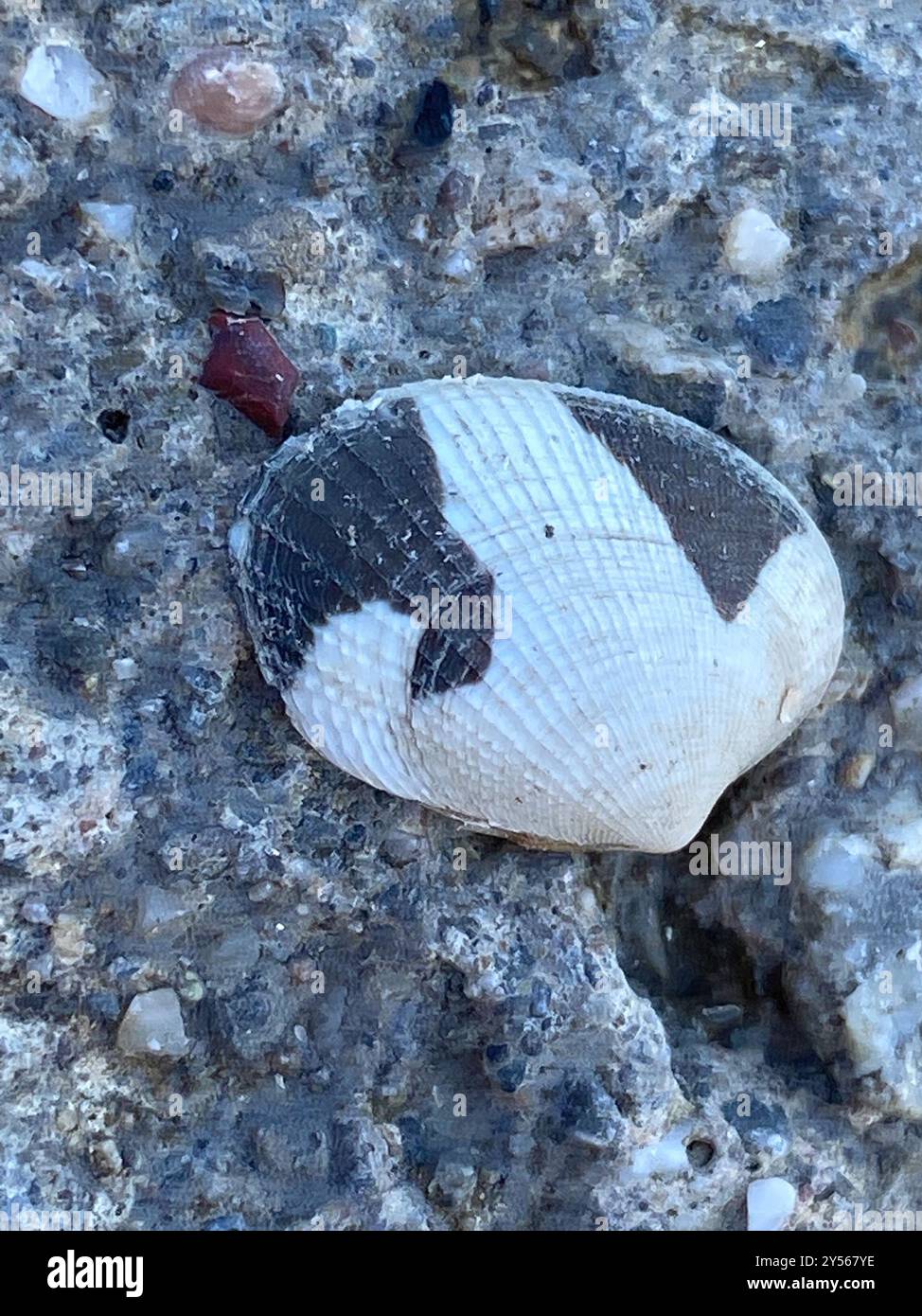 Japanese Littleneck (Ruditapes philippinarum) Mollusca Stock Photo - Alamy