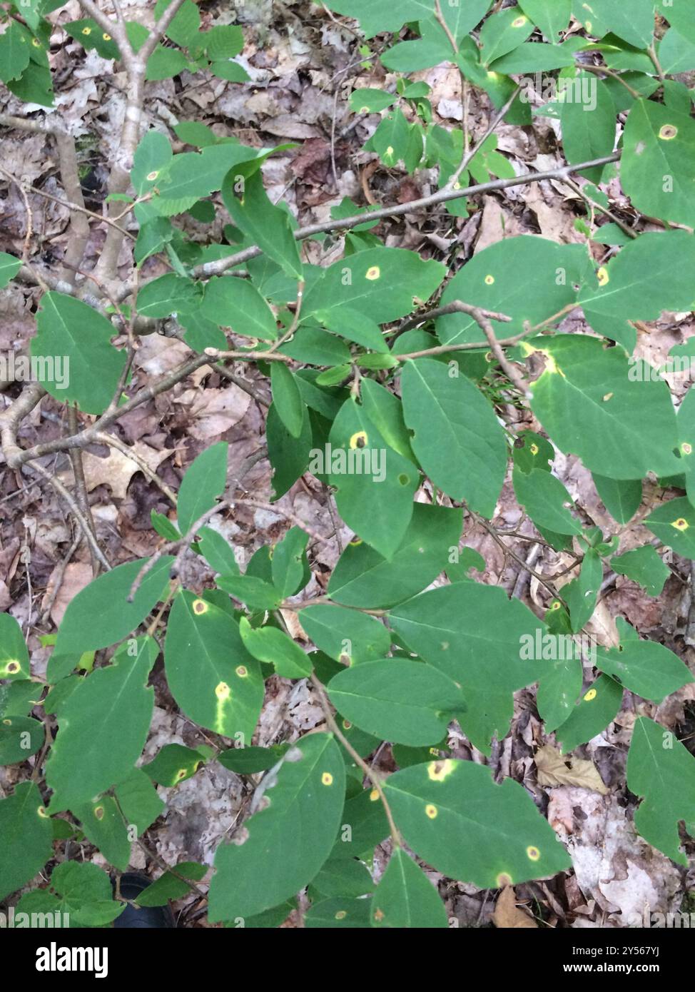 eastern leatherwood (Dirca palustris) Plantae Stock Photo - Alamy