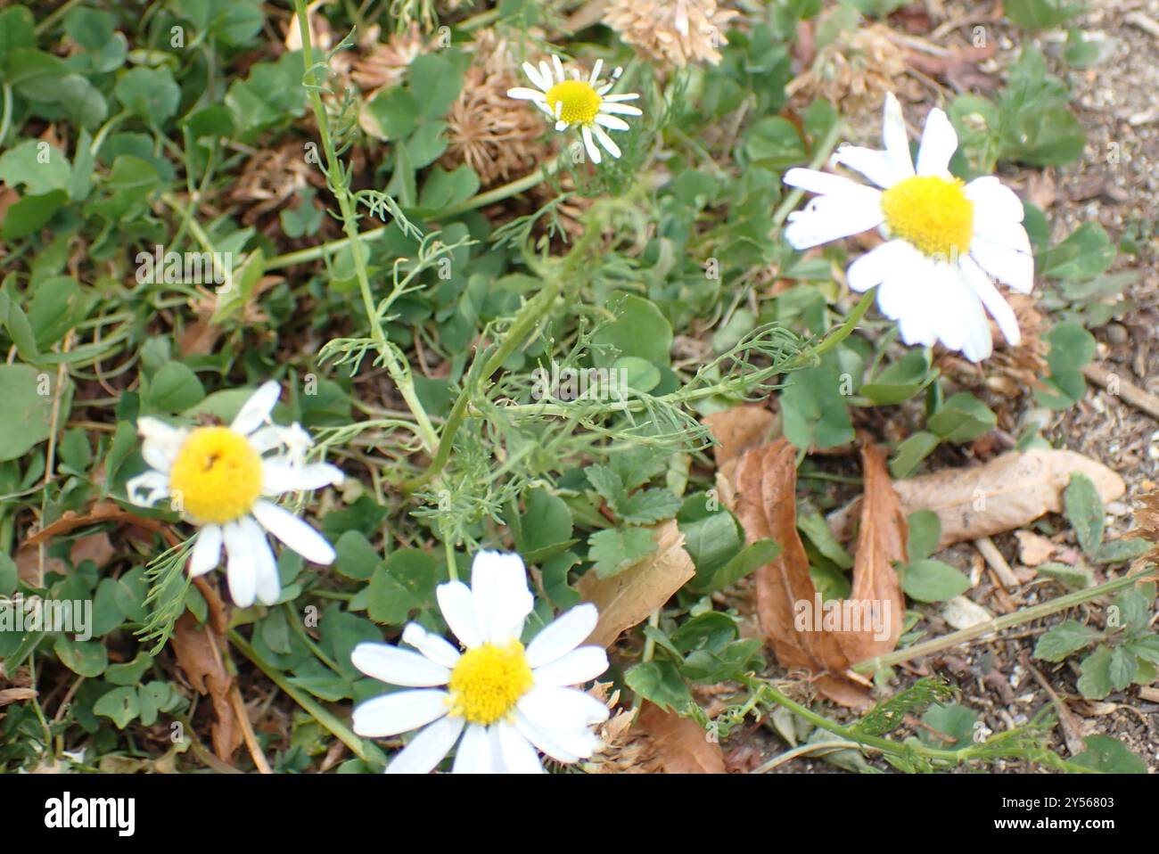 scentless mayweed (Tripleurospermum inodorum) Plantae Stock Photo - Alamy
