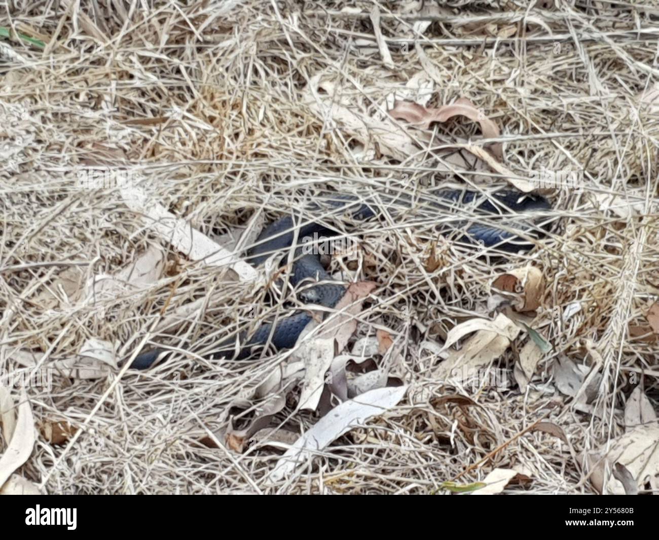 Pygmy Copperhead (Austrelaps labialis) Reptilia Stock Photo - Alamy