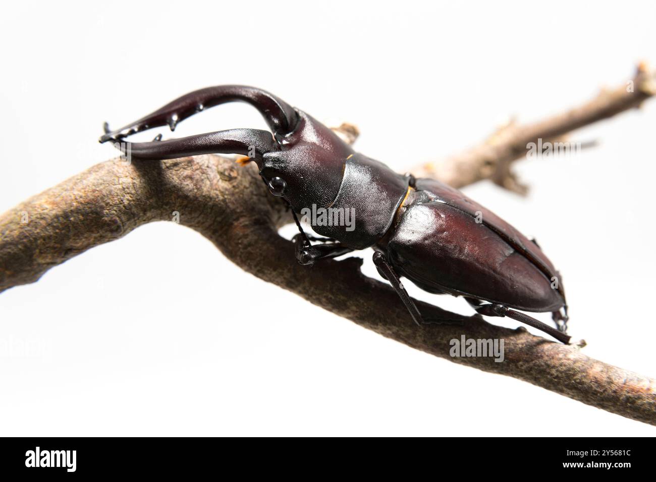 Hexarthrius mandibularis, stag beetle, on dry branch, isolated on white ...