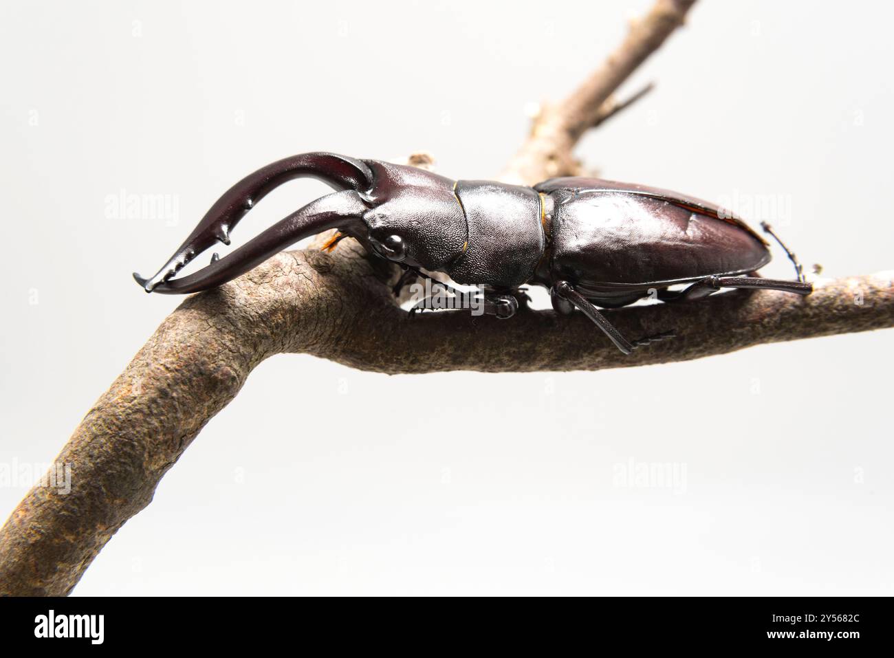 Hexarthrius mandibularis, stag beetle, on dry branch, isolated on white ...