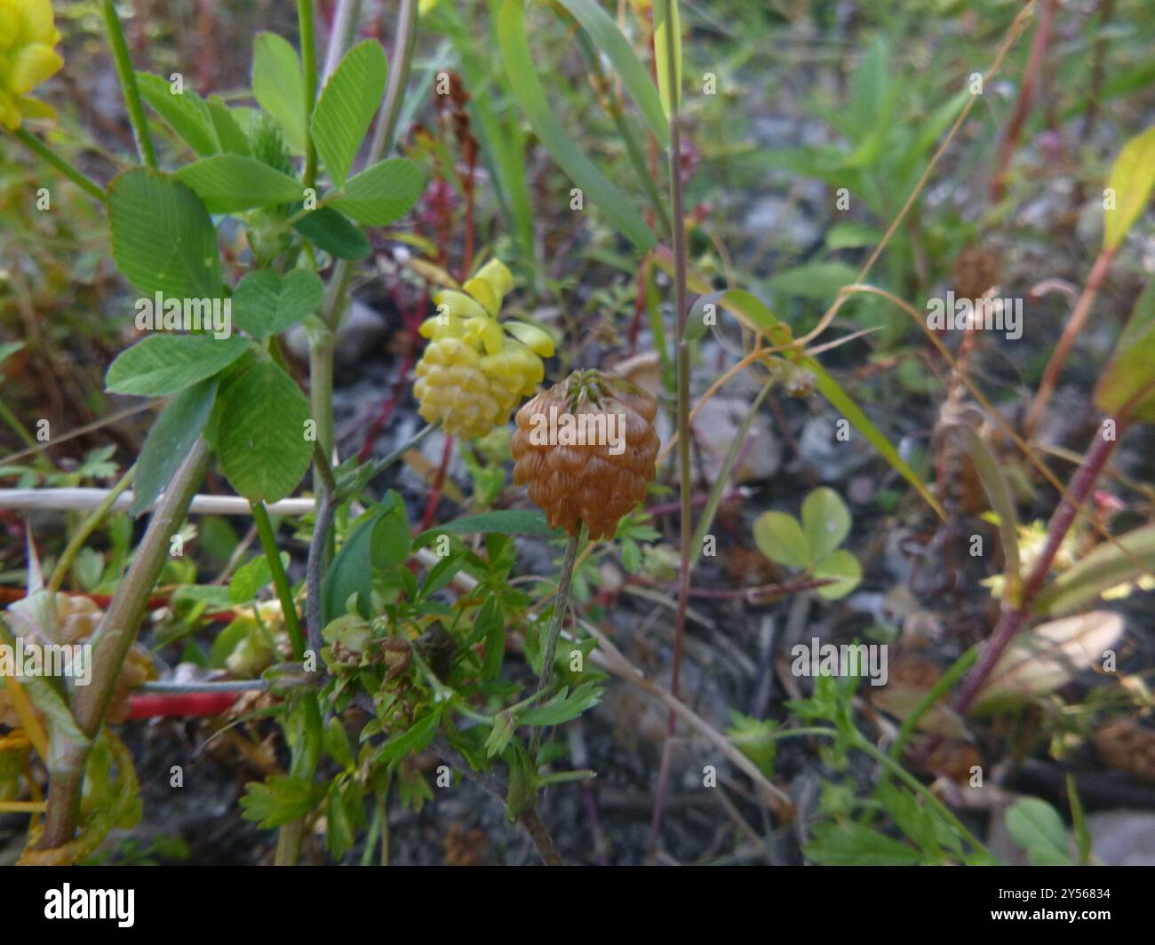 hop trefoil (Trifolium campestre) Plantae Stock Photo - Alamy