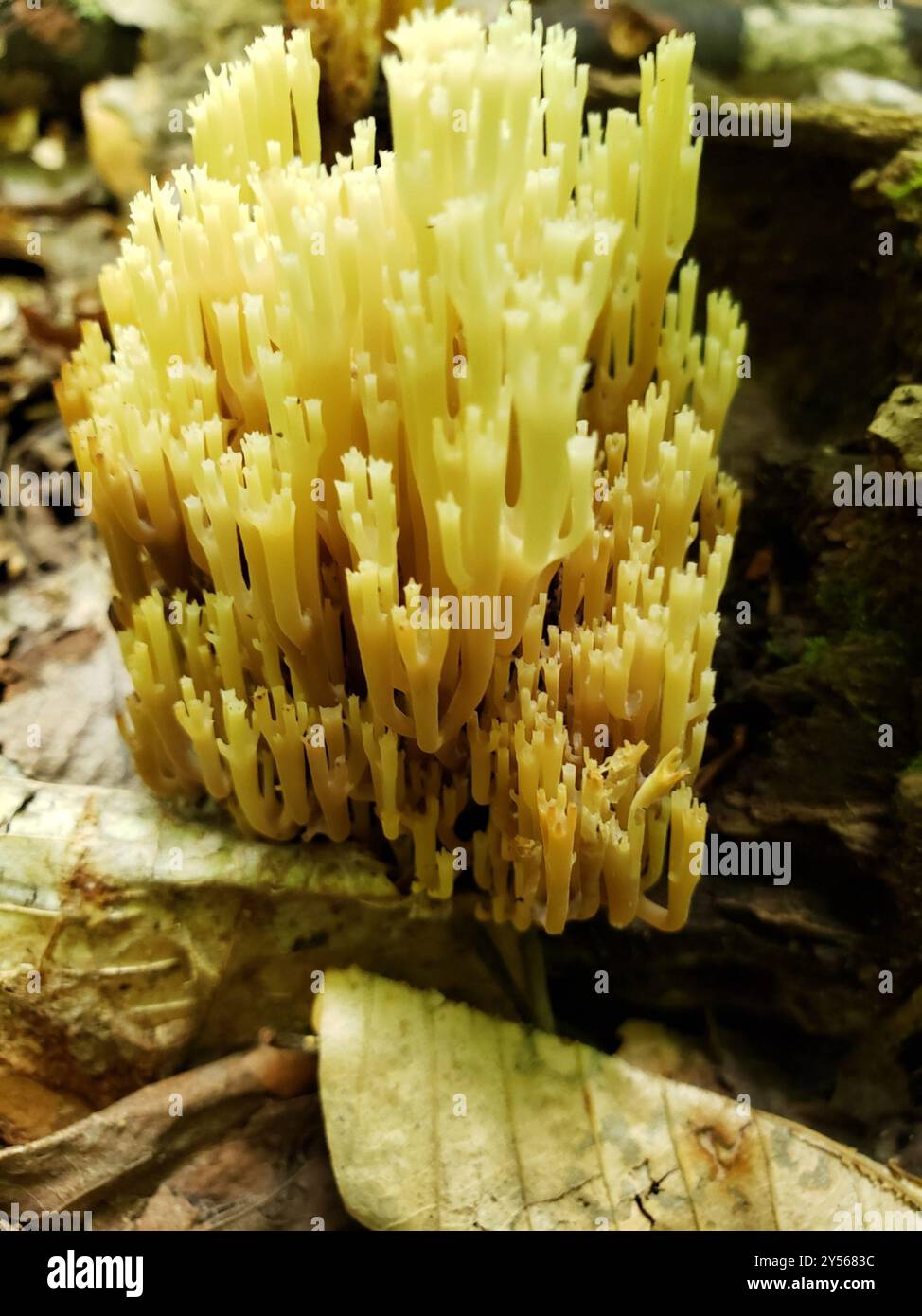 crown-tipped coral fungus (Artomyces pyxidatus) Fungi Stock Photo - Alamy