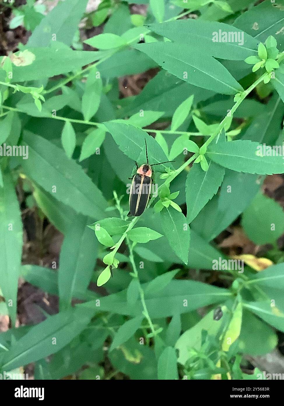 Common Eastern Firefly (Photinus pyralis) Insecta Stock Photo - Alamy