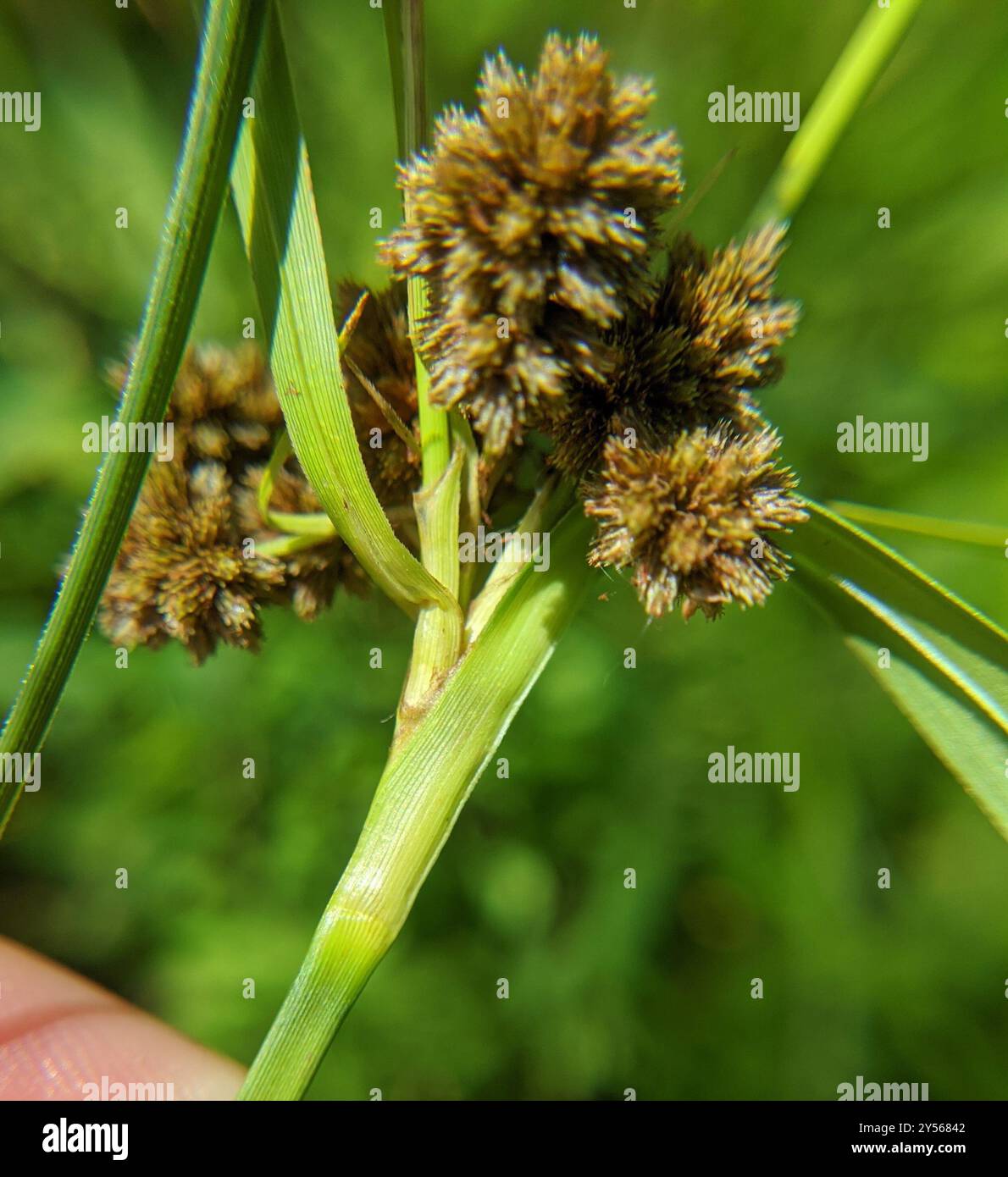 dark green bulrush (Scirpus atrovirens) Plantae Stock Photo - Alamy